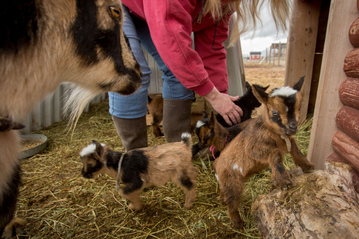 West Haven goat ties world record for largest litter with six adorable ...